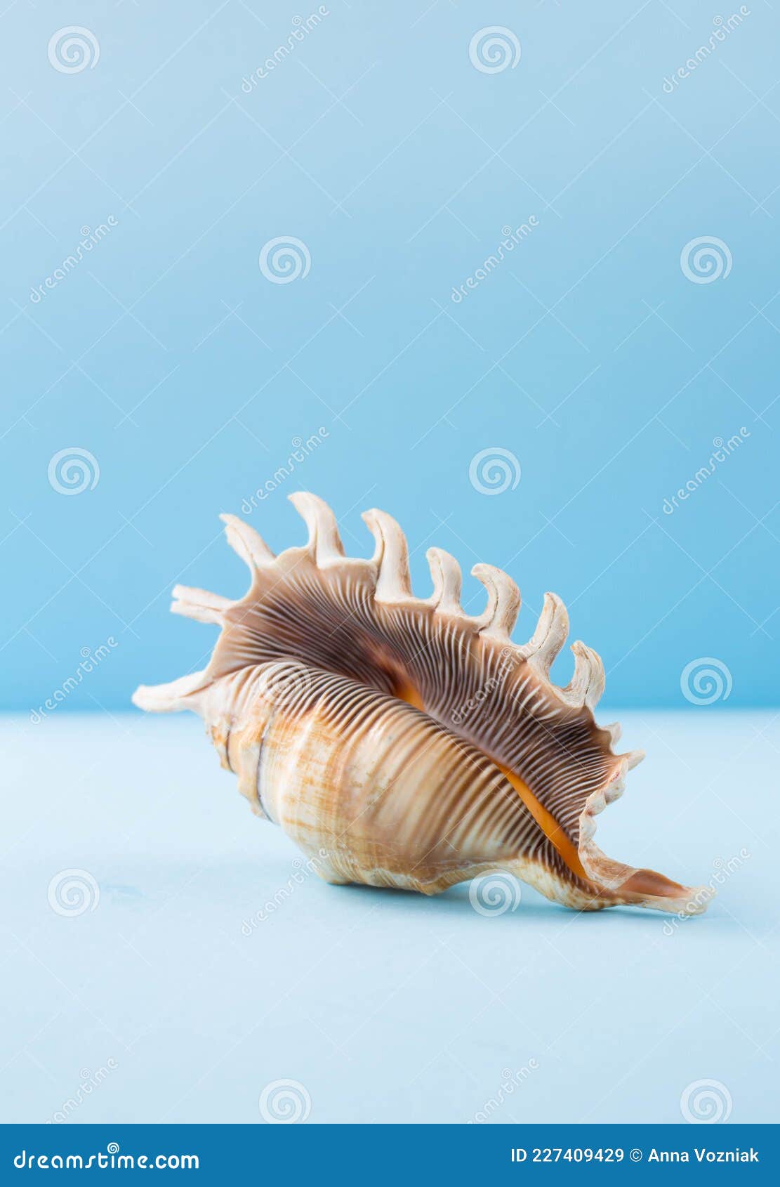Shell on a Blue Background, Close Up. Stock Image - Image of stilllife ...