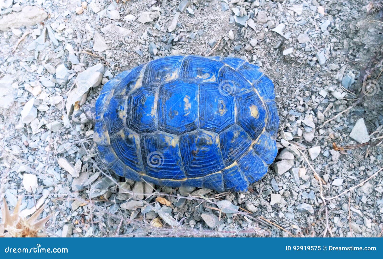 Shell blue turtle stock image. Image of creature, grass - 92919575
