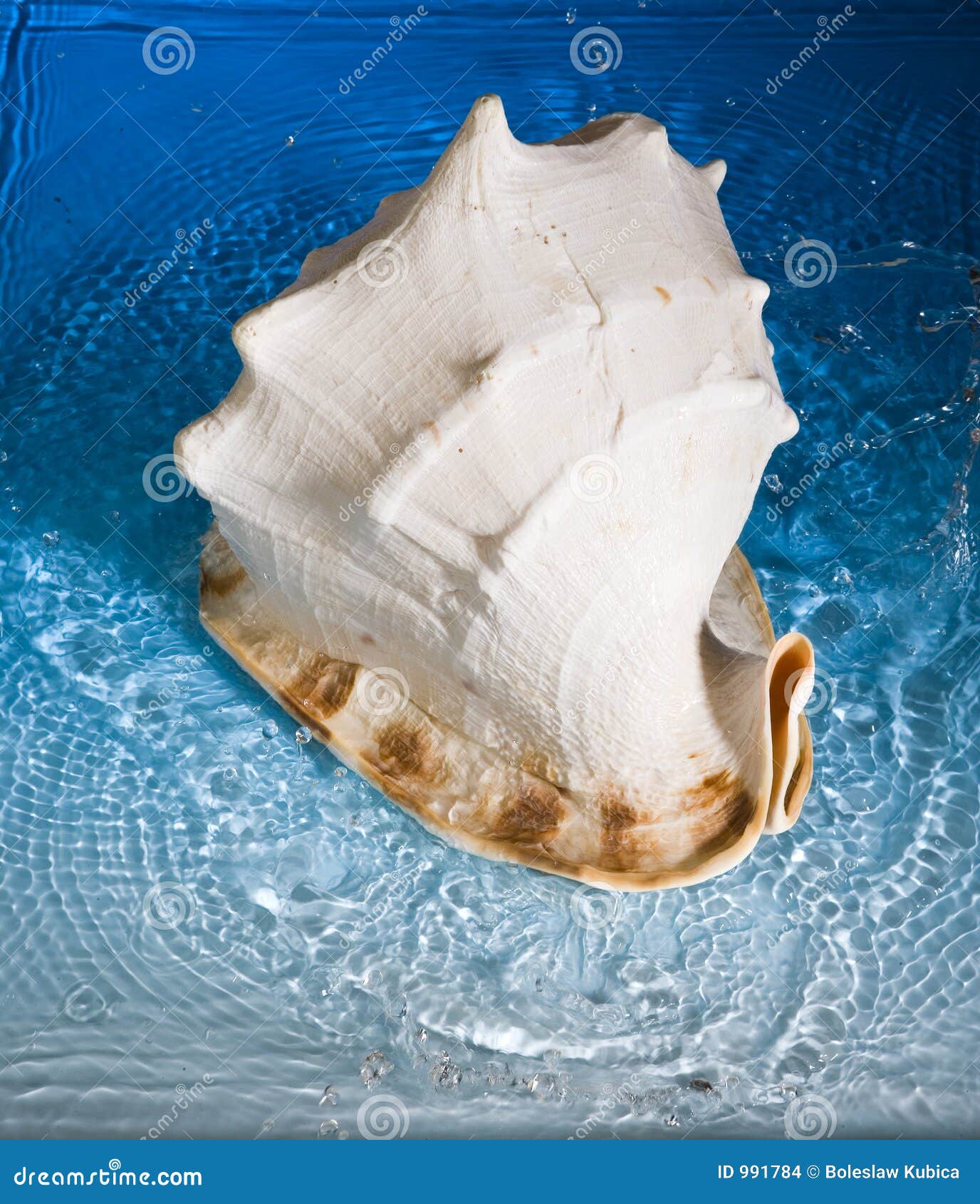 Shell and blue water stock photo. Image of peaceful, caribe - 991784