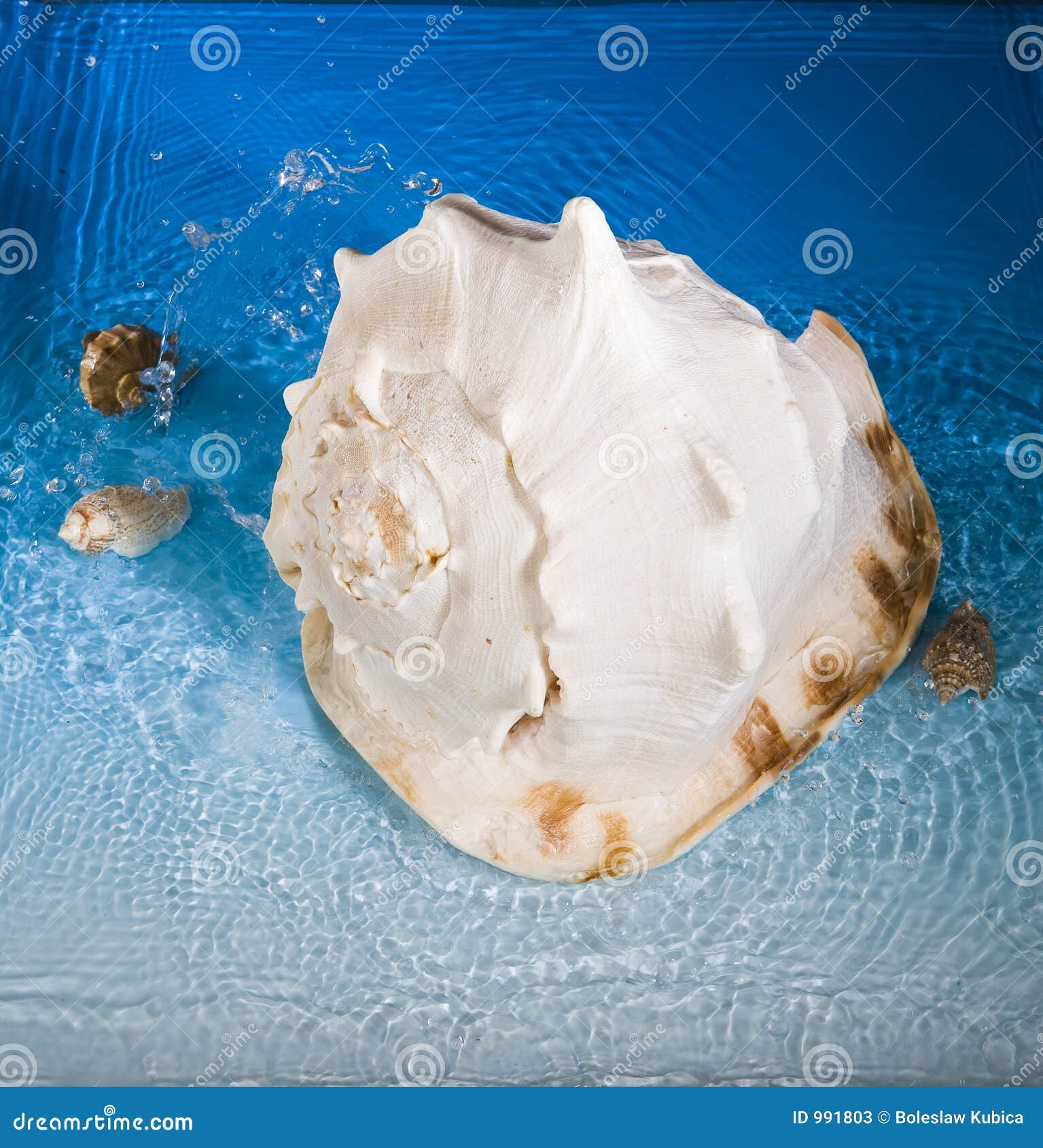Shell and blue water stock image. Image of reflections - 991803