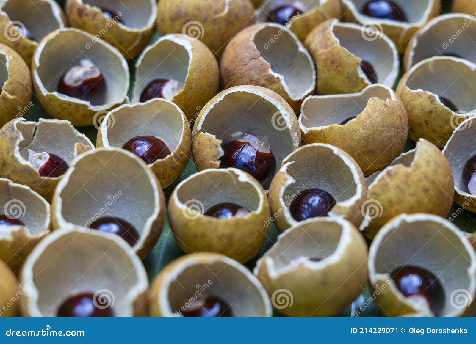 The Shell and the Bone from the Thai Fruit Longan. Longan Peel Shell ...