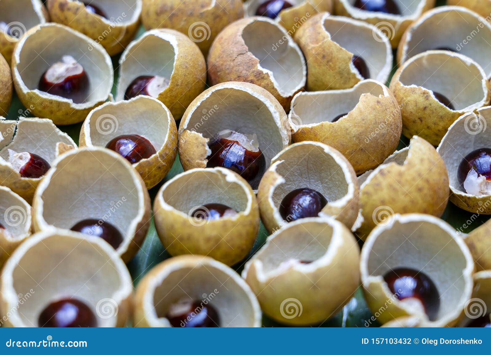 The Shell and the Bone from the Thai Fruit Longan. Longan Peel Shell ...