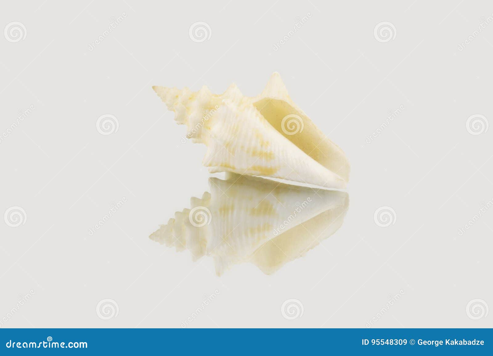 Shell Bonito Do Mar, Polygonus Latirus, No Fundo Do Espelho Imagem de ...