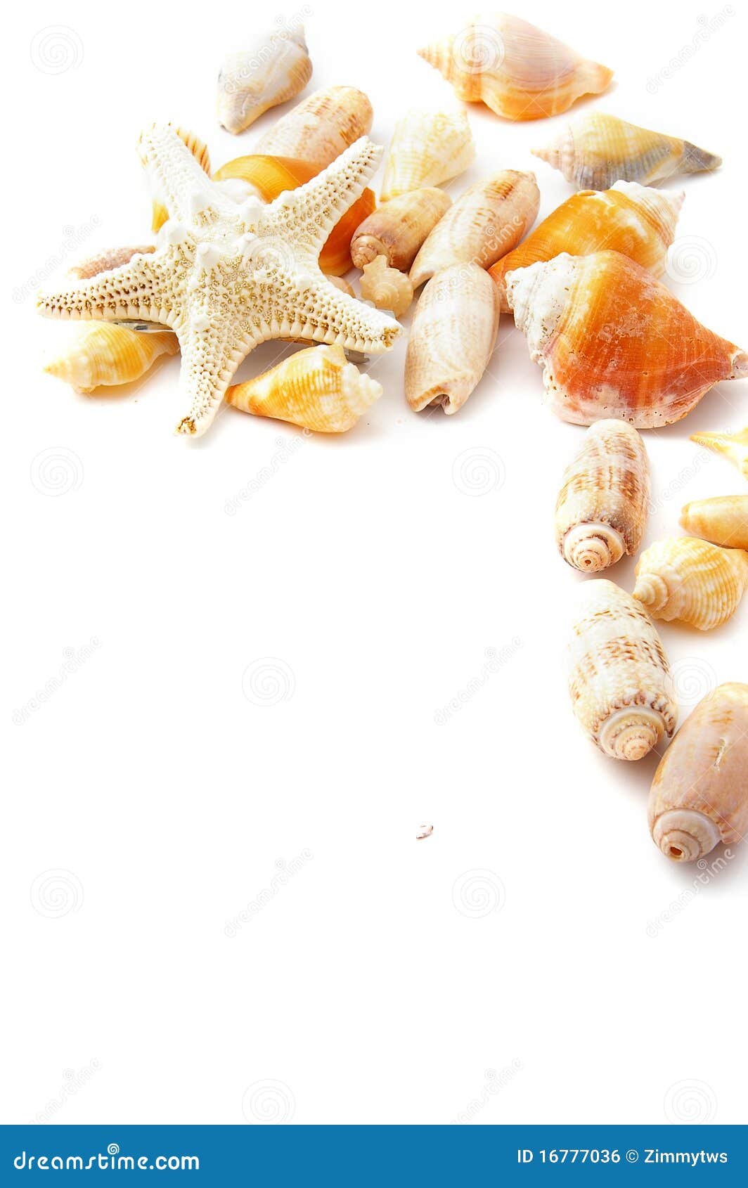 Shell border stock photo. Image of fish, border, white - 16777036