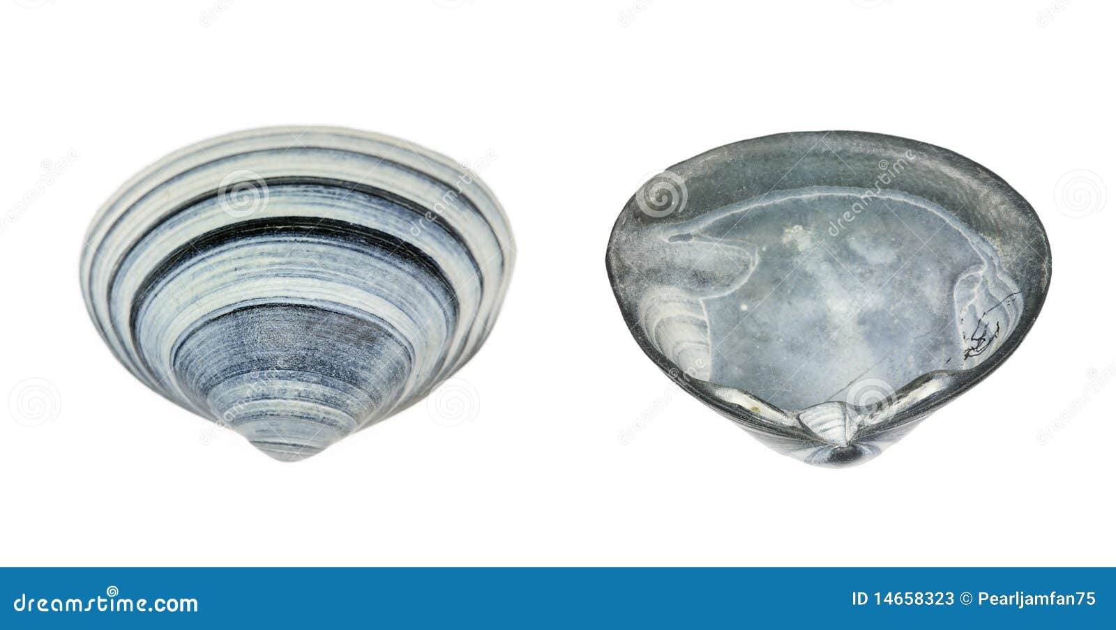 Shell on both sides stock image. Image of scratch, beach - 14658323