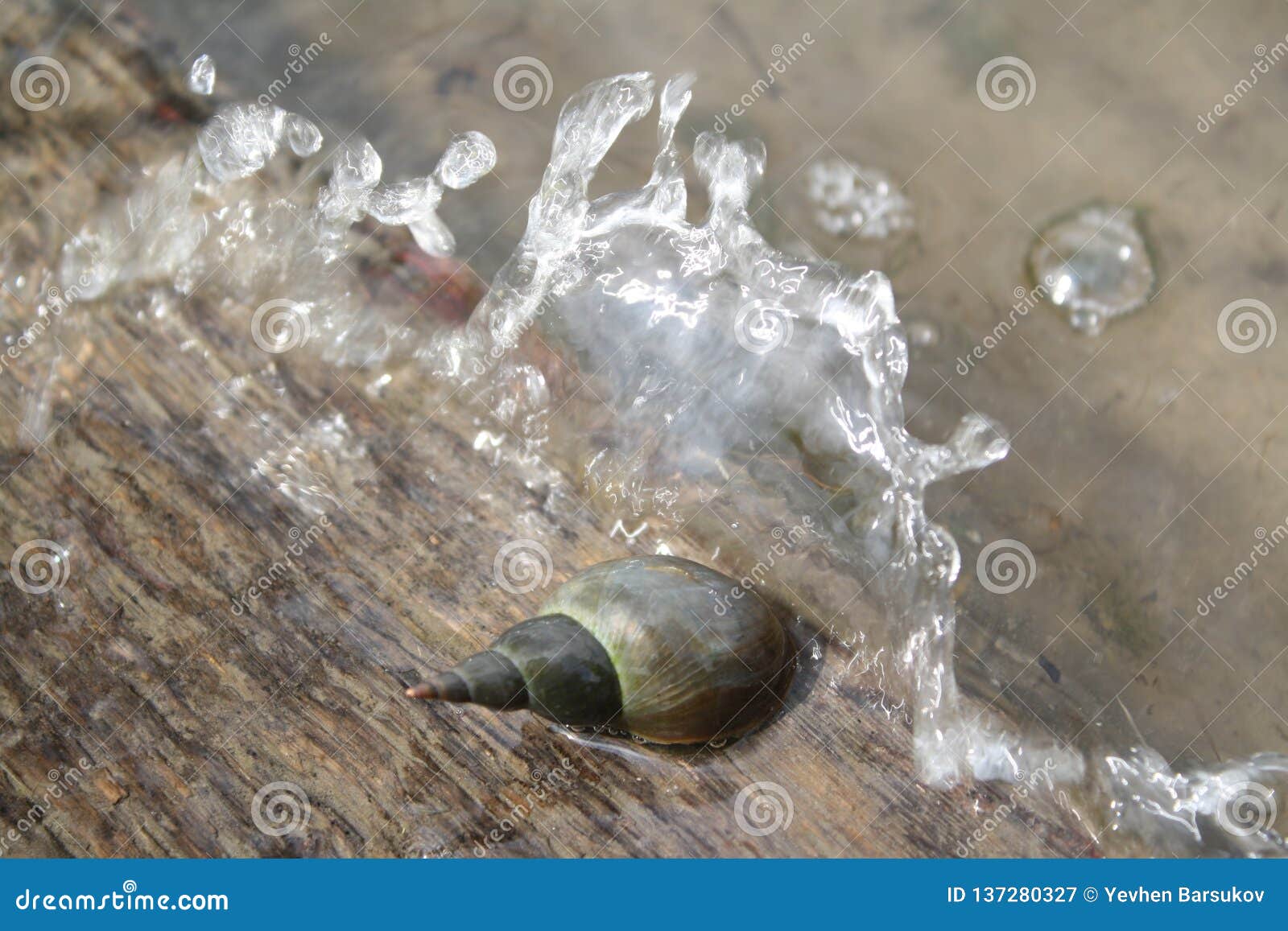 Shell on bred under wave stock image. Image of nature - 137280327