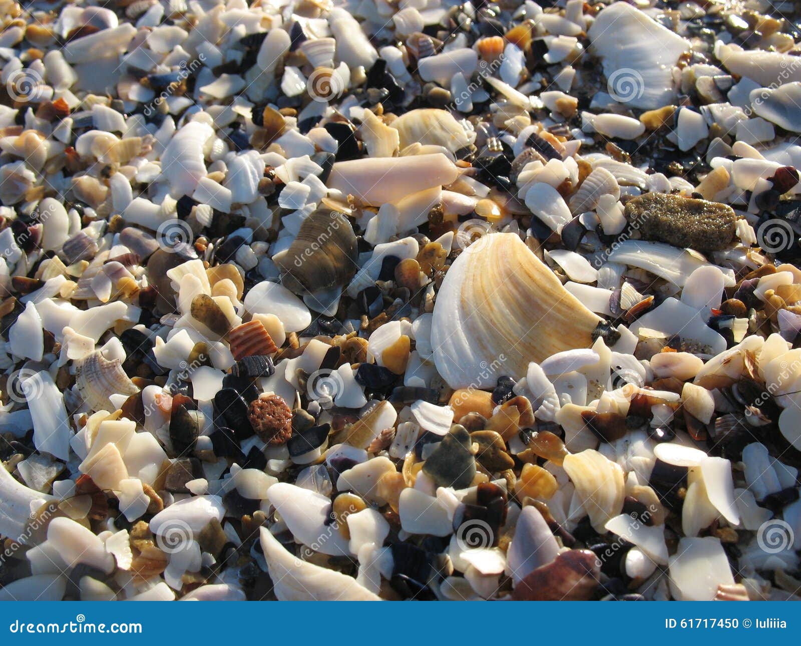 Shell stock photo. Image of perfect, shell, colorful - 61717450