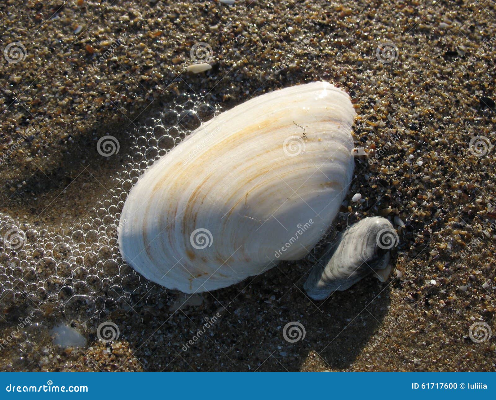 Shell stock photo. Image of shape, sand, beach, seashells - 61717600