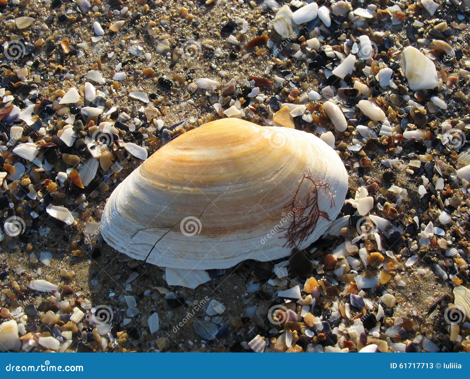 Shell stock image. Image of perfect, white, nature, wave - 61717713