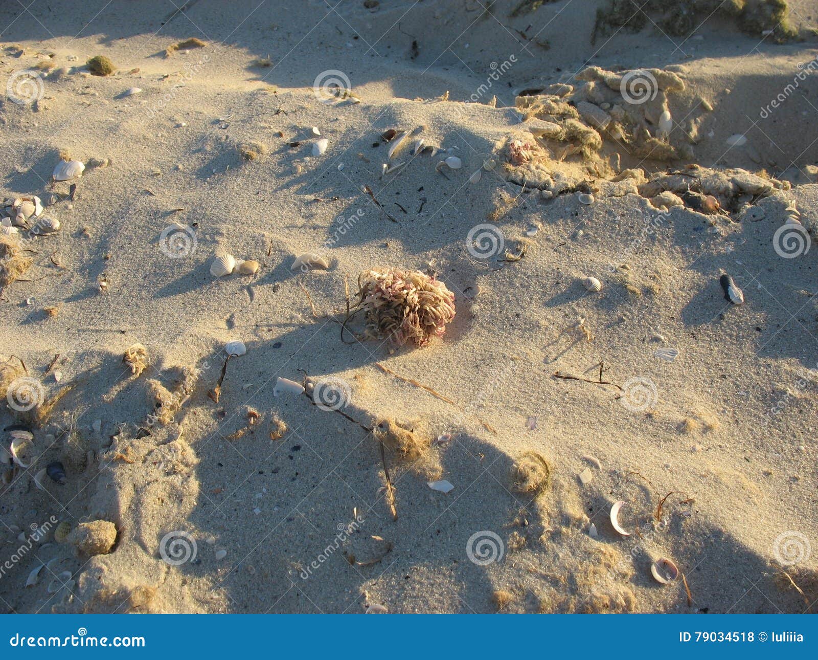 Shell stock photo. Image of perfection, shell, wave, beach - 79034518