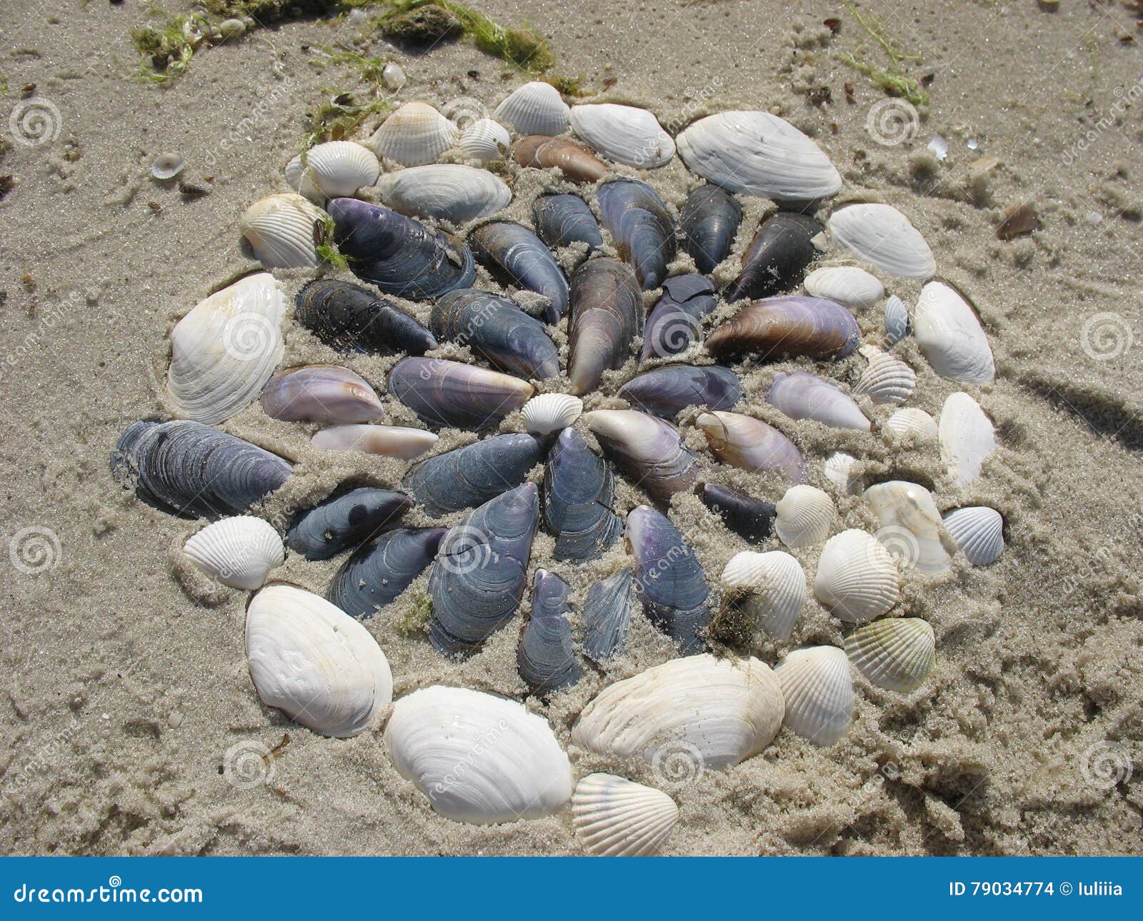 Shell stock photo. Image of shape, beach, world, nbright - 79034774