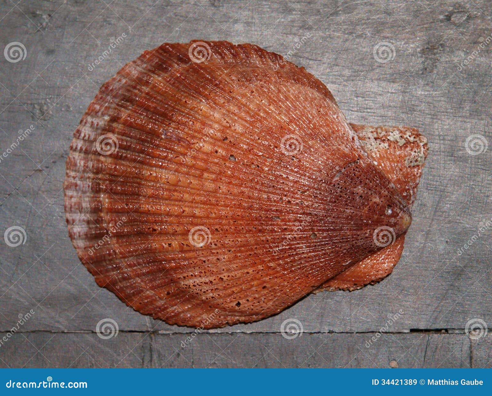 Shell 2 stock image. Image of diving, assorted, fishes - 34421389