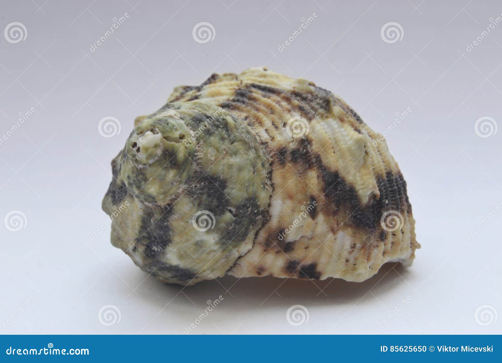 SEA SHELL stock photo. Image of seafood, nature, food - 85625650