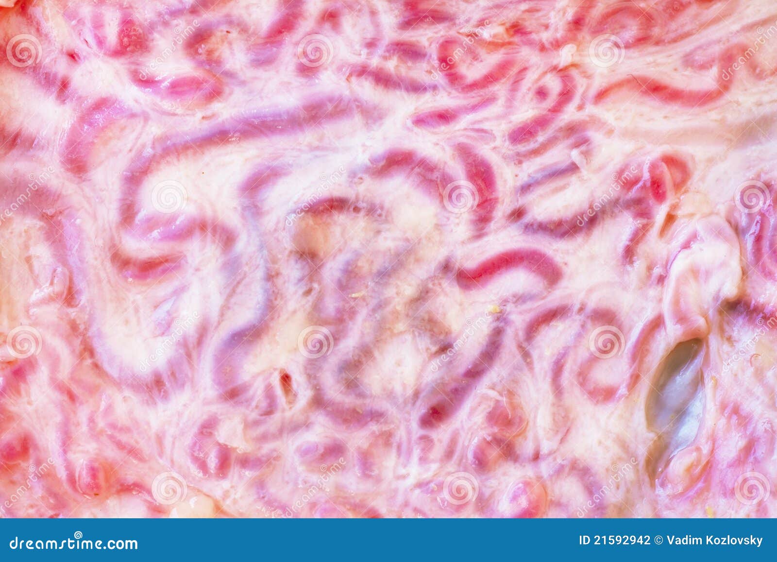 Shell bull testicles stock photo. Image of mammal, genetics - 21592942