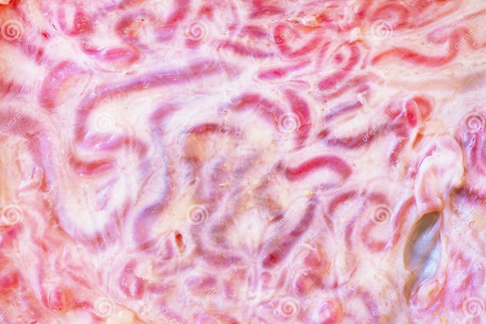 Shell bull testicles stock photo. Image of mammal, genetics - 21592942