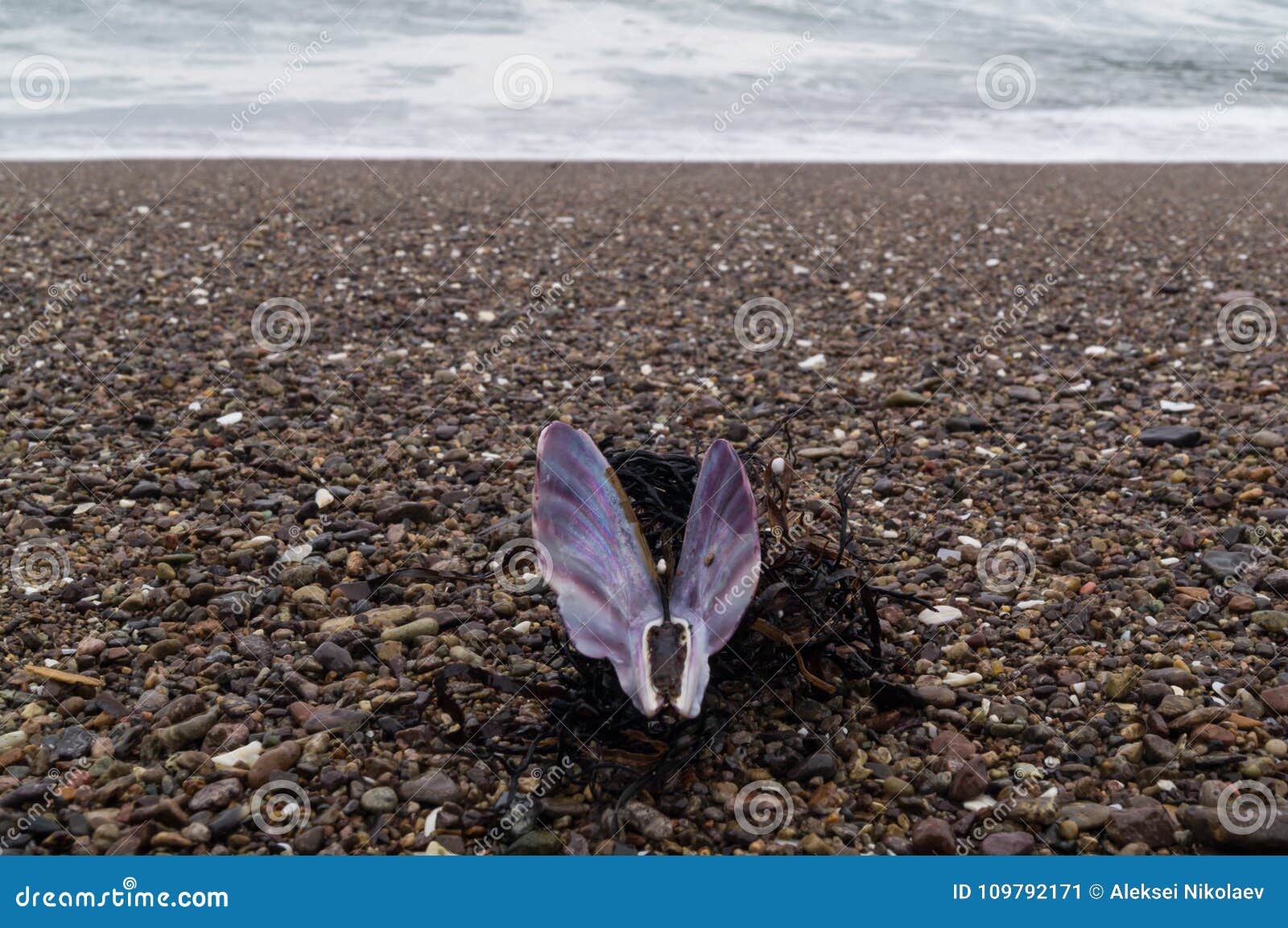Butterflyshell Stock Photos - Free & Royalty-Free Stock Photos from ...