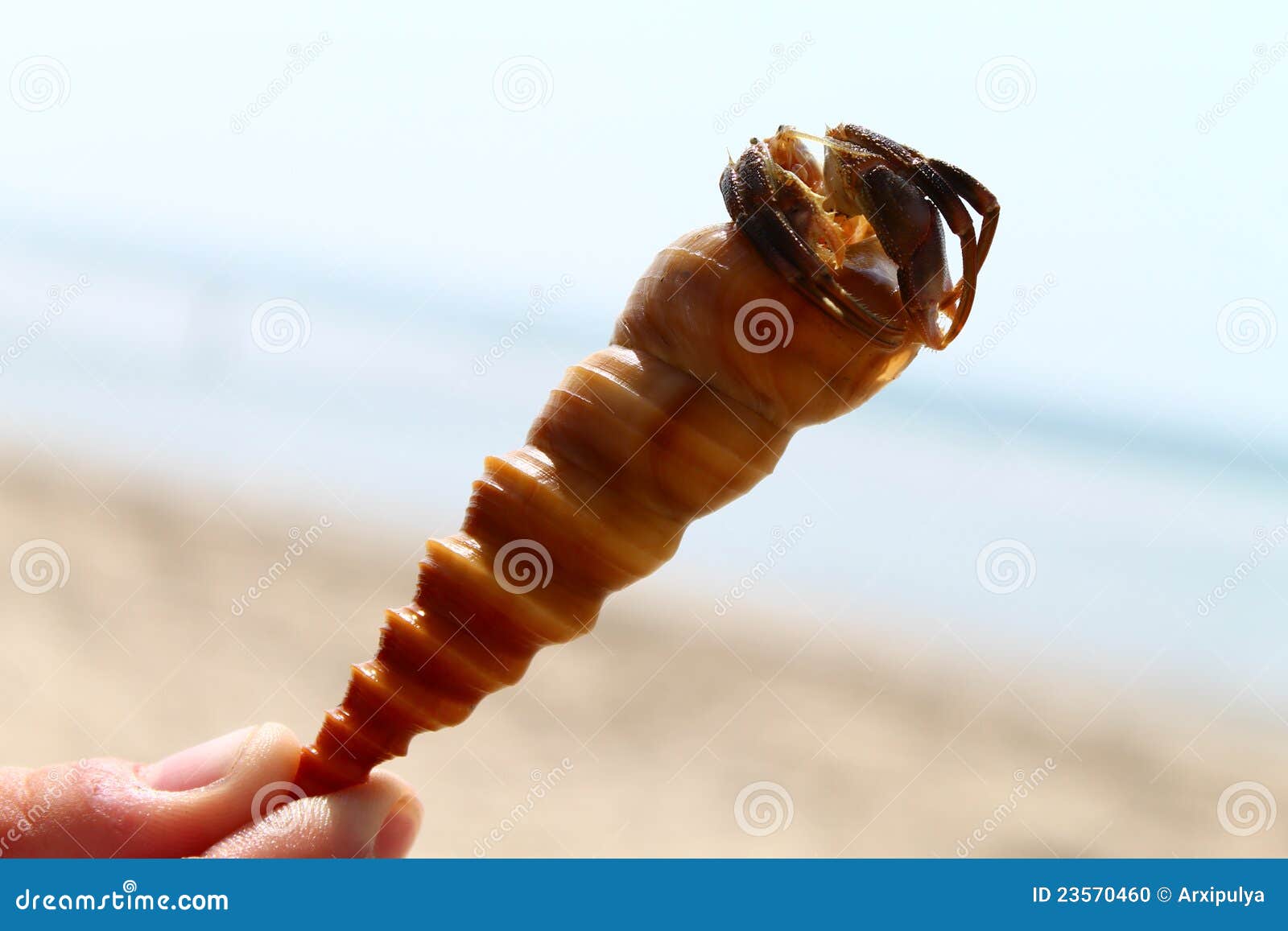 Shell cancer hermit stock photo. Image of claw, emerges - 23570460