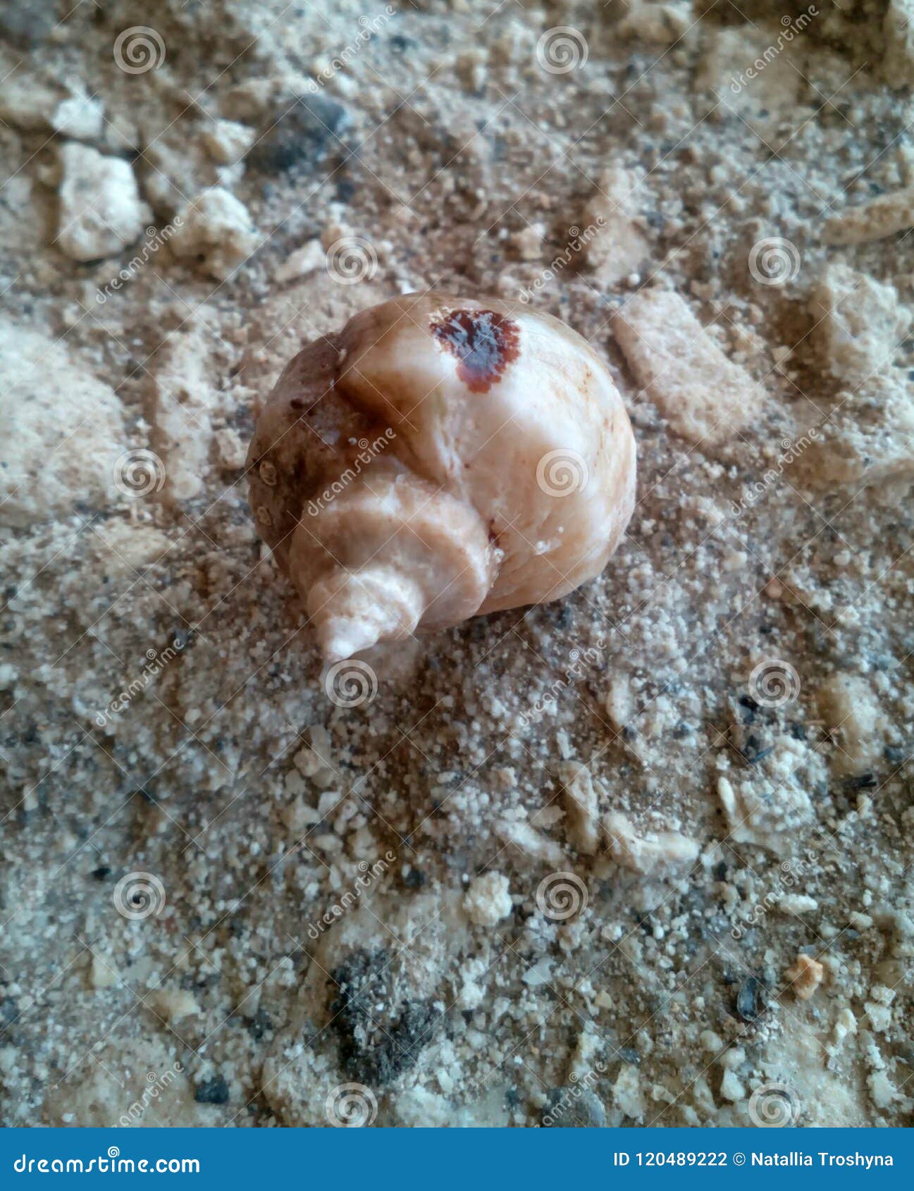 Shell Cancer Hermit on a Stones Stock Photo - Image of stone, cancer ...