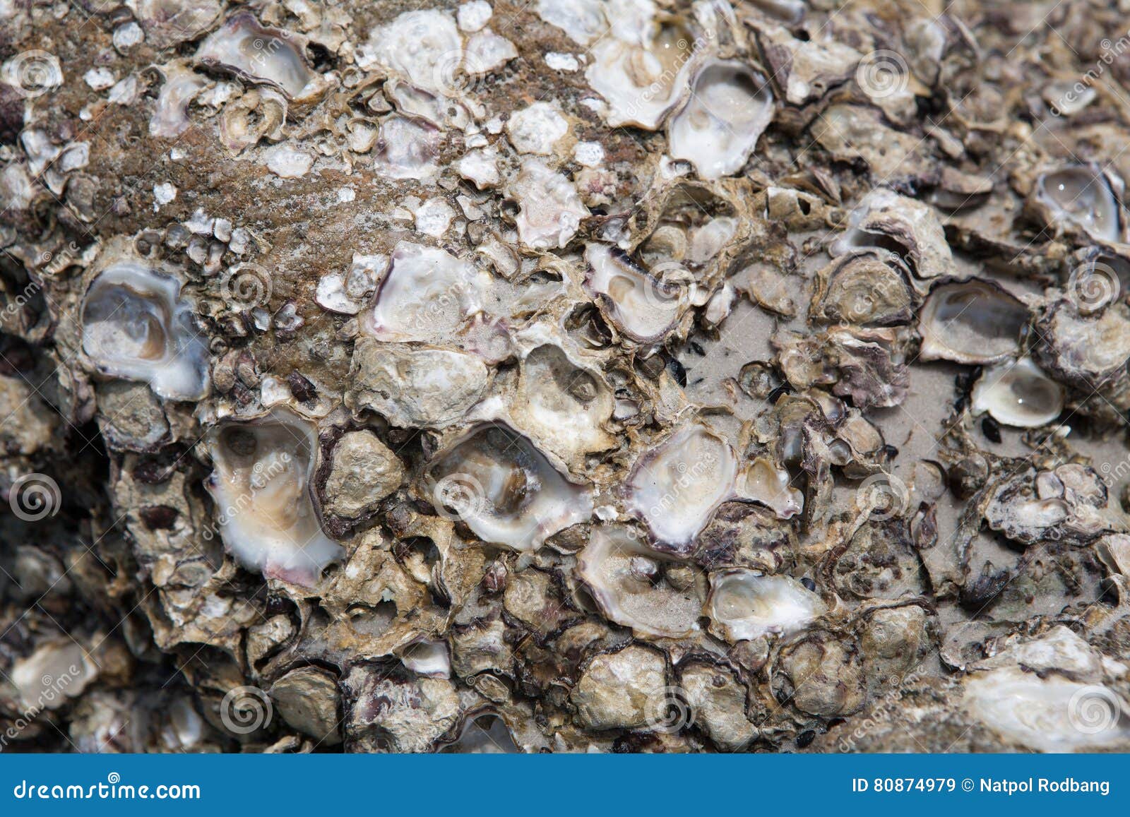 Carcass Stuck Stock Photos - Free & Royalty-Free Stock Photos from ...