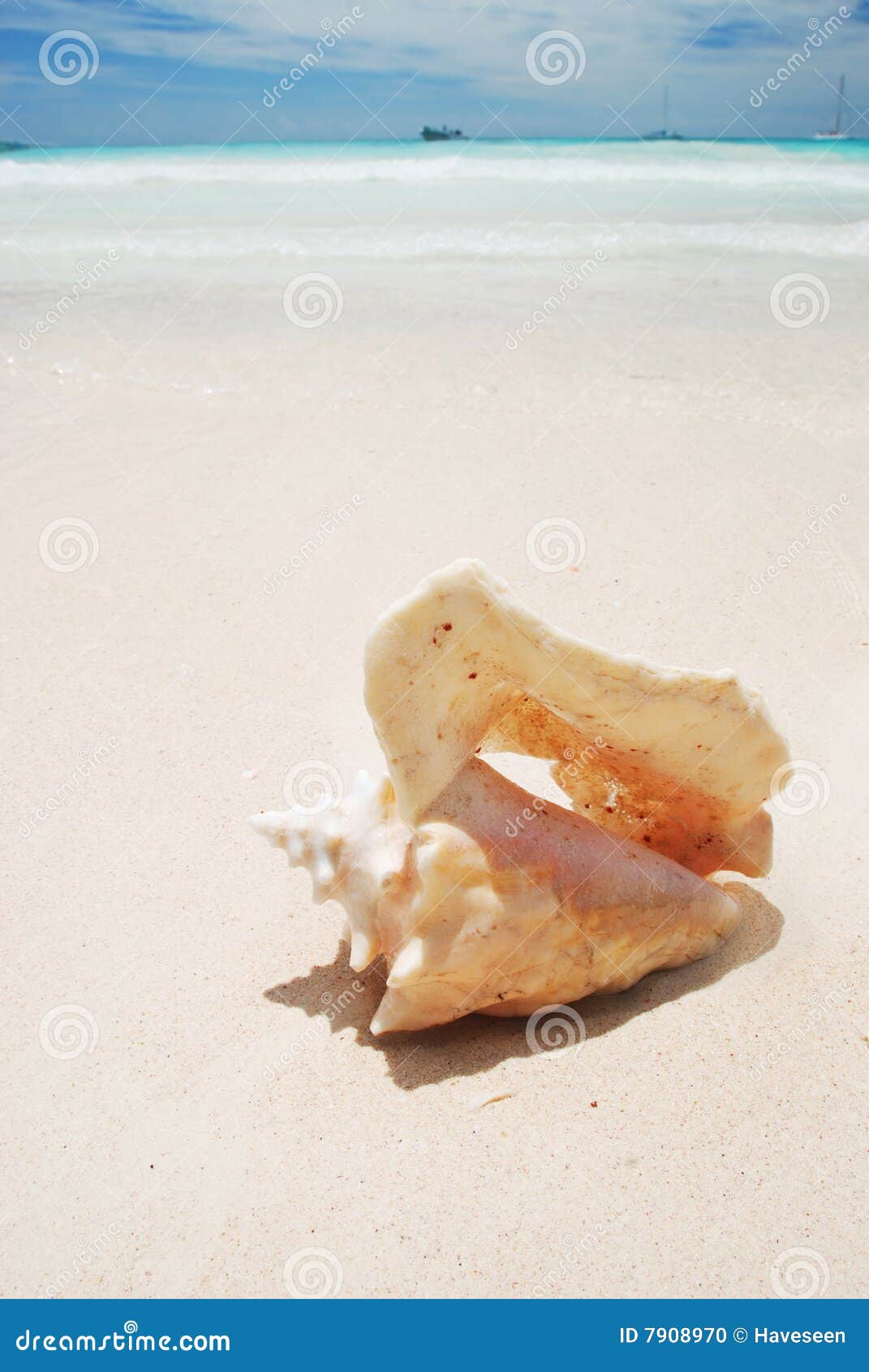 Shell in the Caribbean stock photo. Image of caribbean - 7908970