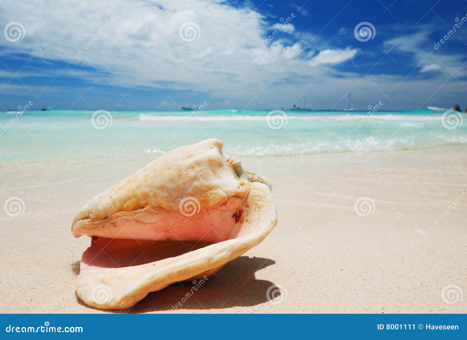 Shell in the Caribbean stock image. Image of beach, crustacean - 8001111