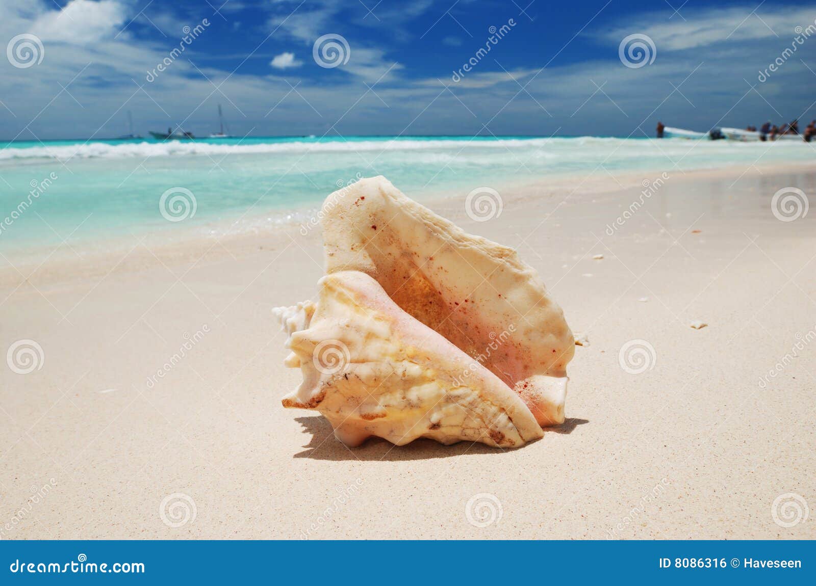 Shell in the Caribbean stock photo. Image of seascape - 8086316