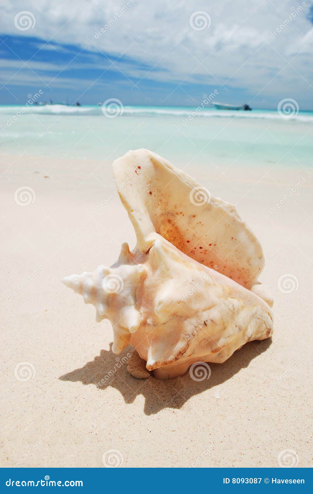 Shell in the Caribbean stock image. Image of destinations - 8093087