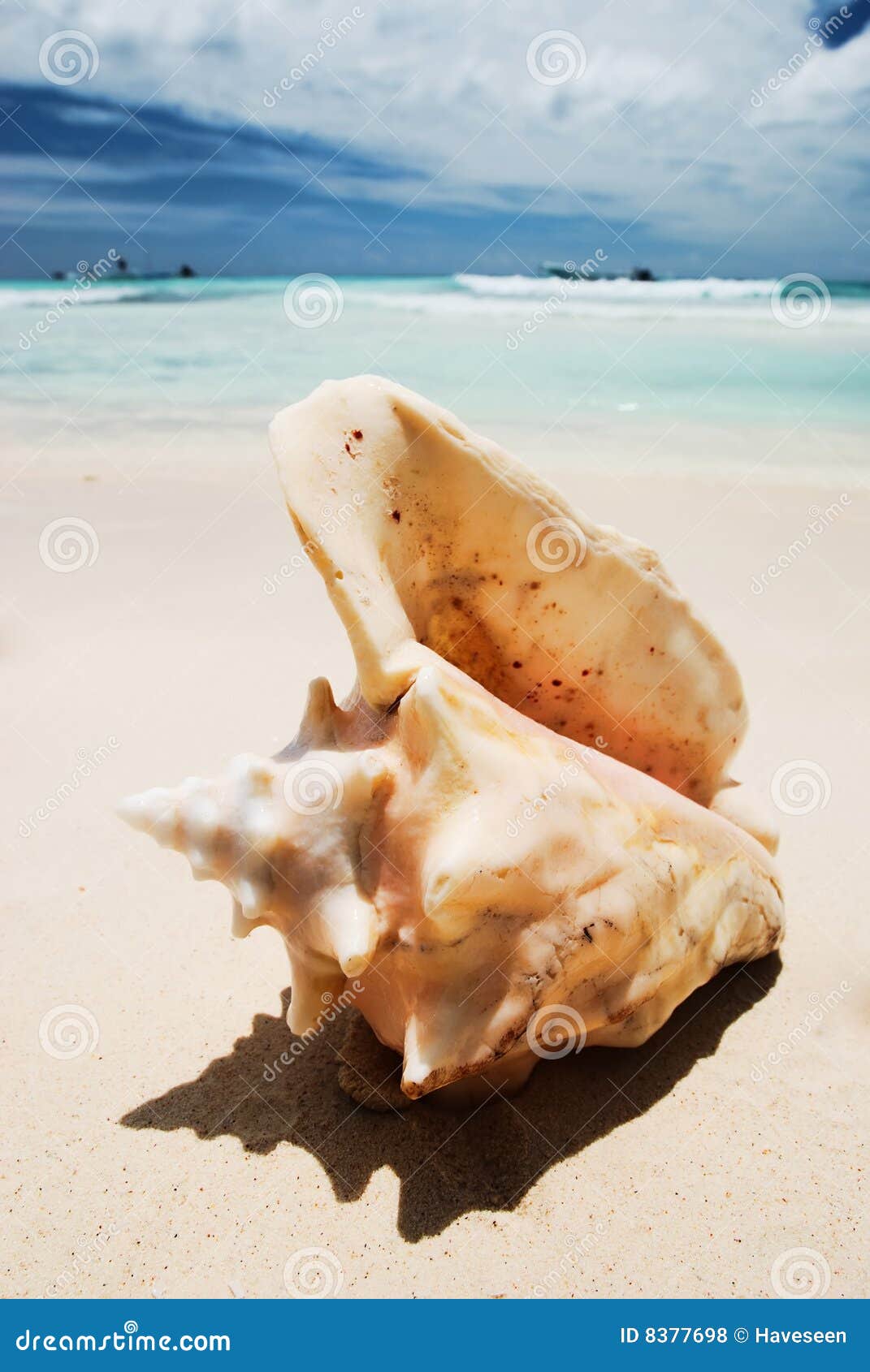 Shell in the Caribbean stock photo. Image of animal, ocean - 8377698