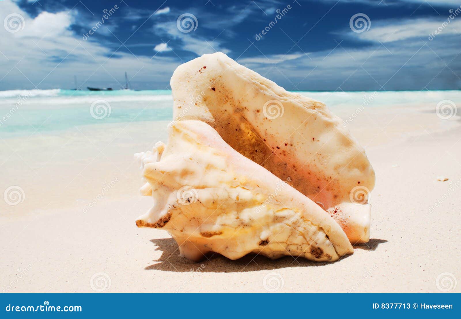 Shell in the Caribbean stock image. Image of coastline - 8377713