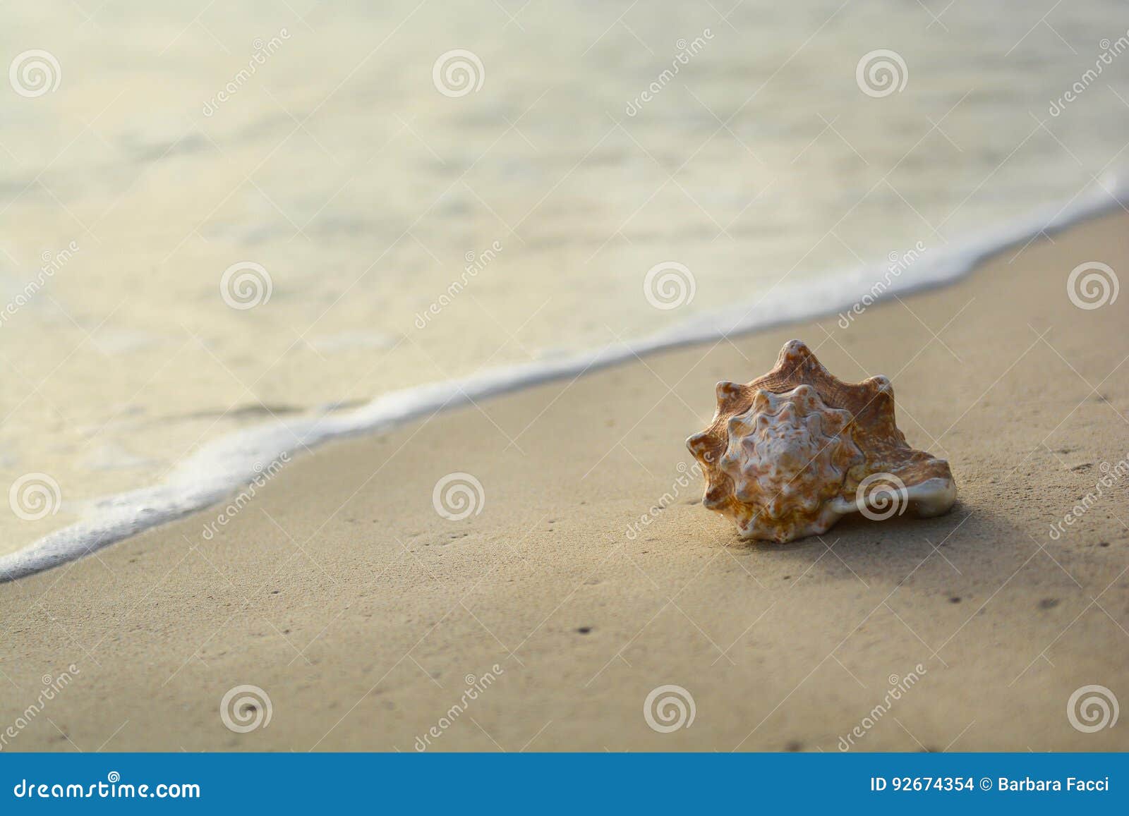 Shell stock photo. Image of shell, caribbean, beaches - 92674354
