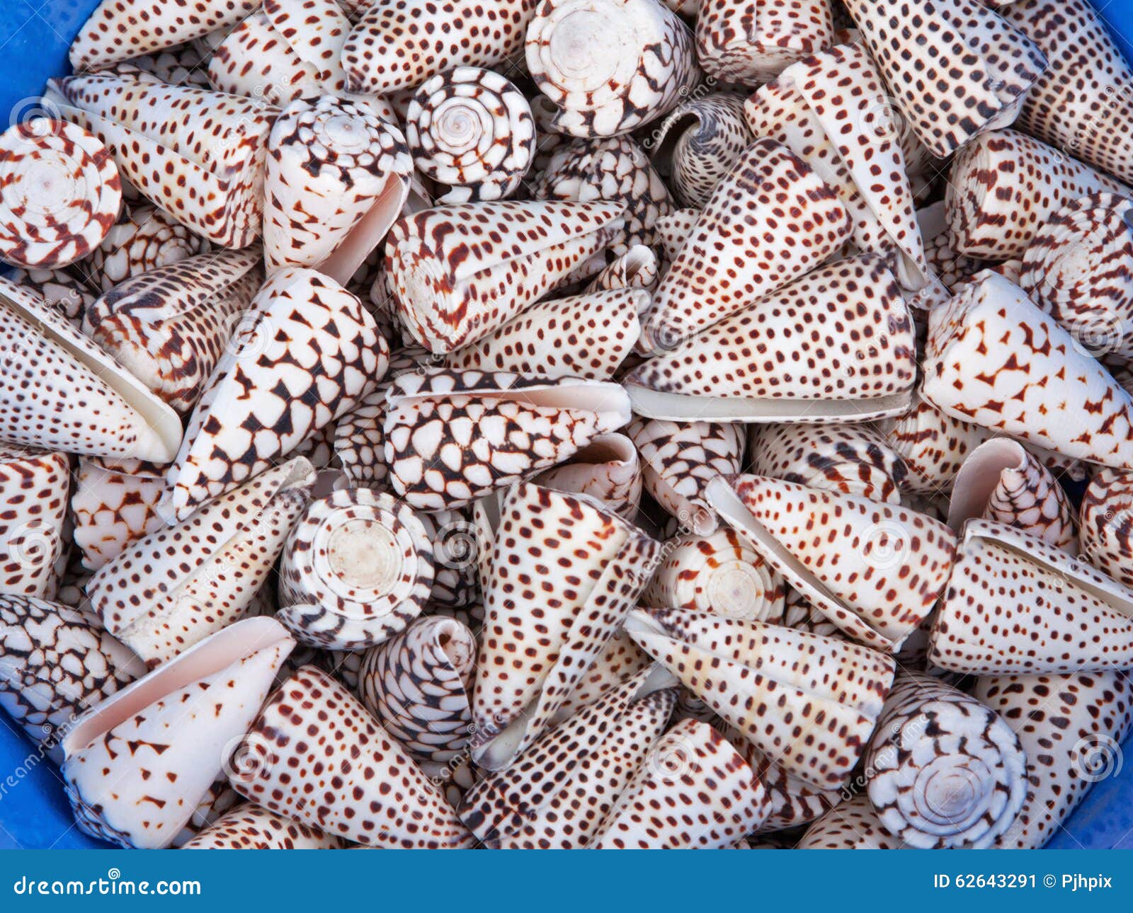Shell Case Cones stock image. Image of coastline, ashore - 62643291