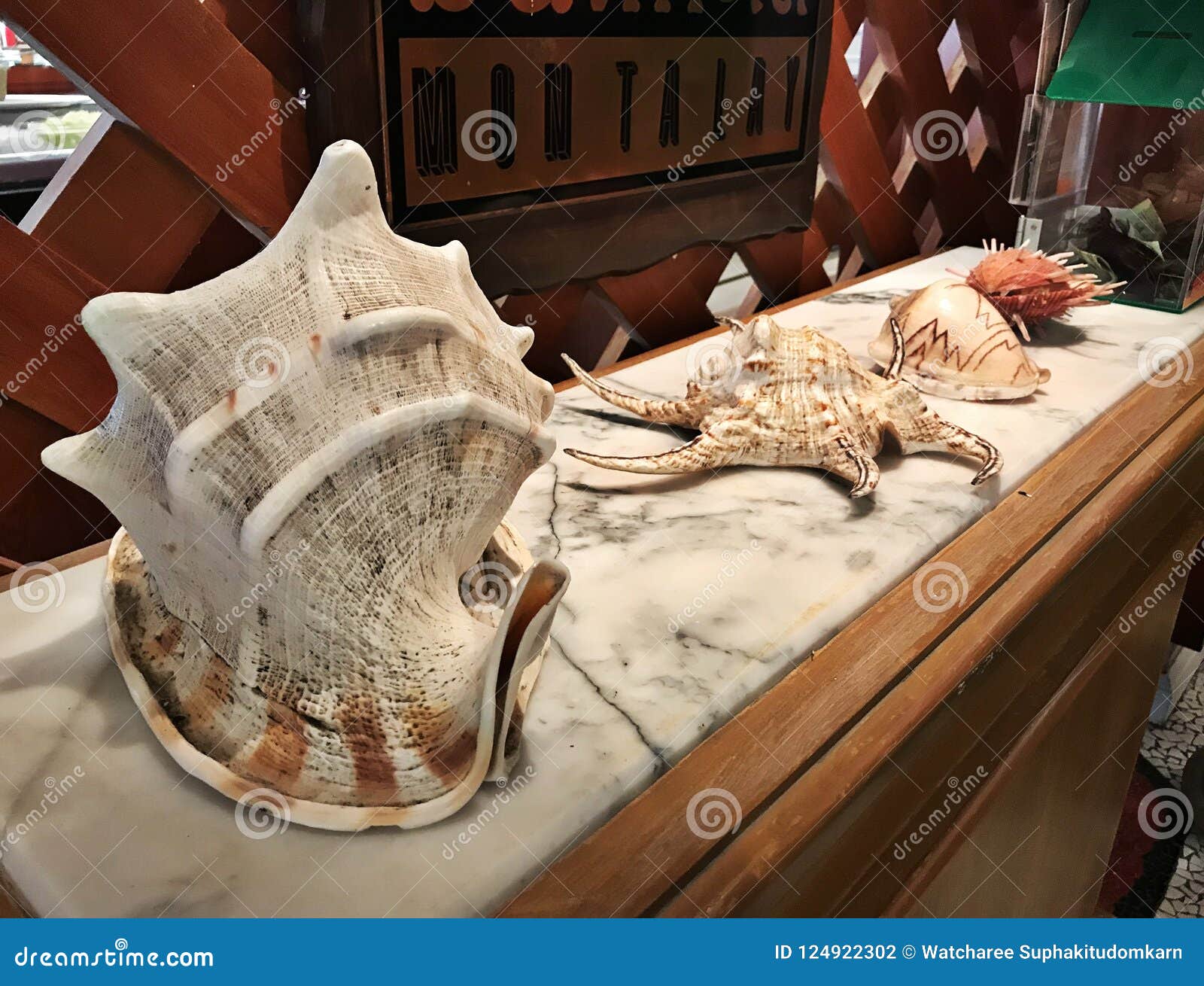 A shell of Cassis cornuta. stock photo. Image of heavy - 124922302