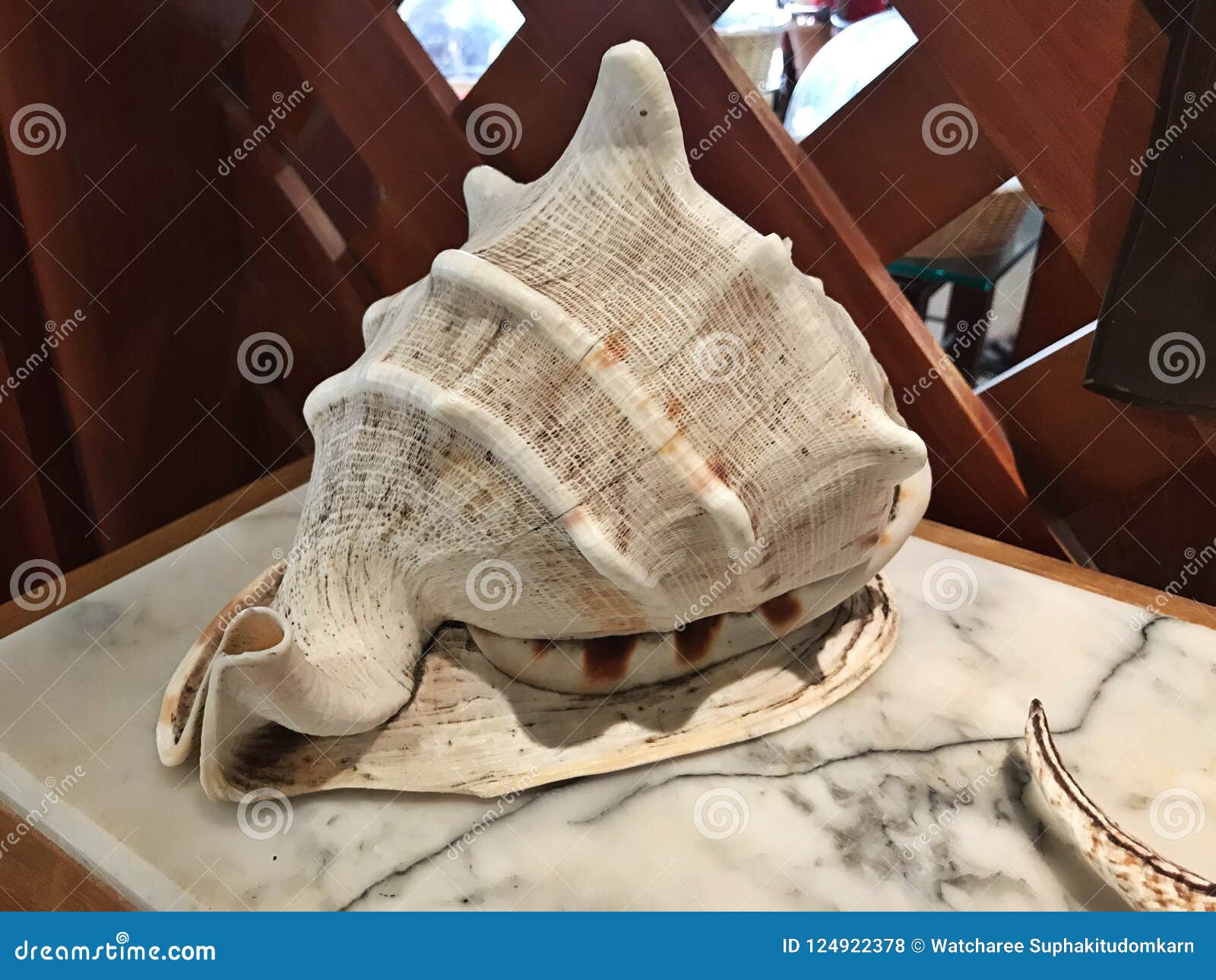 A shell of Cassis cornuta. stock photo. Image of cornuta - 124922378