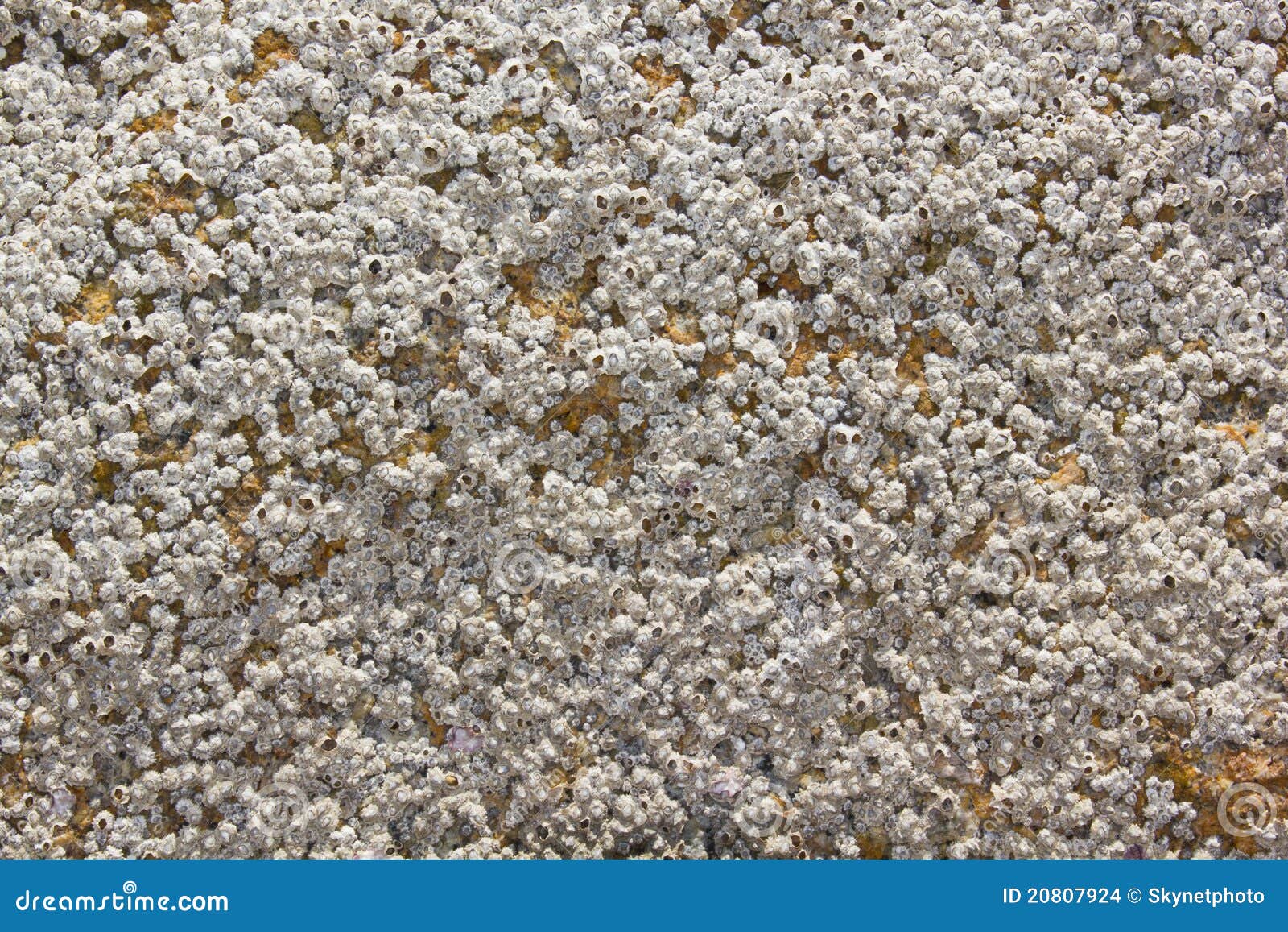 Shell Cemetery stock photo. Image of shell, tomb, closeup - 20807924