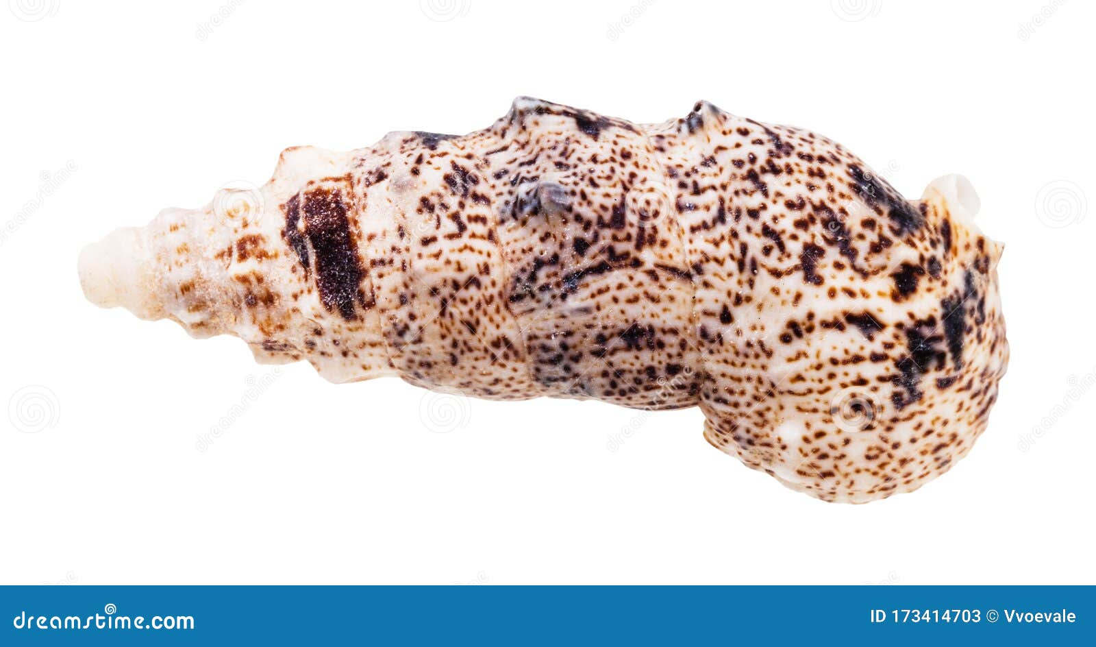 Shell Of Cerith Mollusk Isolated On White Stock Image - Image of cerith ...