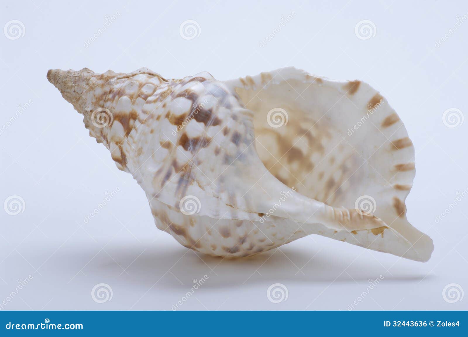 Shell Of Charonia Tritonis On Blue Background Royalty-Free Stock Image ...