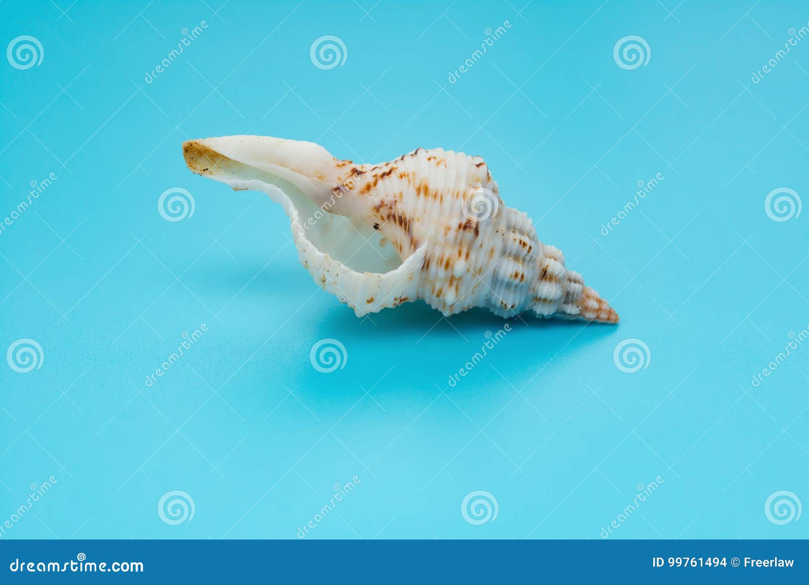 Shell of Charonia Tritonis on Blue Background Stock Photo - Image of ...