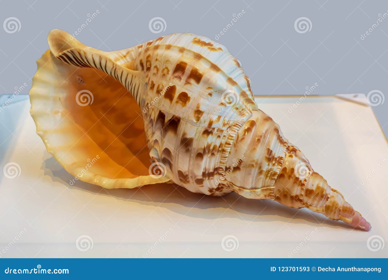 Shell Of Charonia Tritonis On Blue Background Royalty-Free Stock Image ...