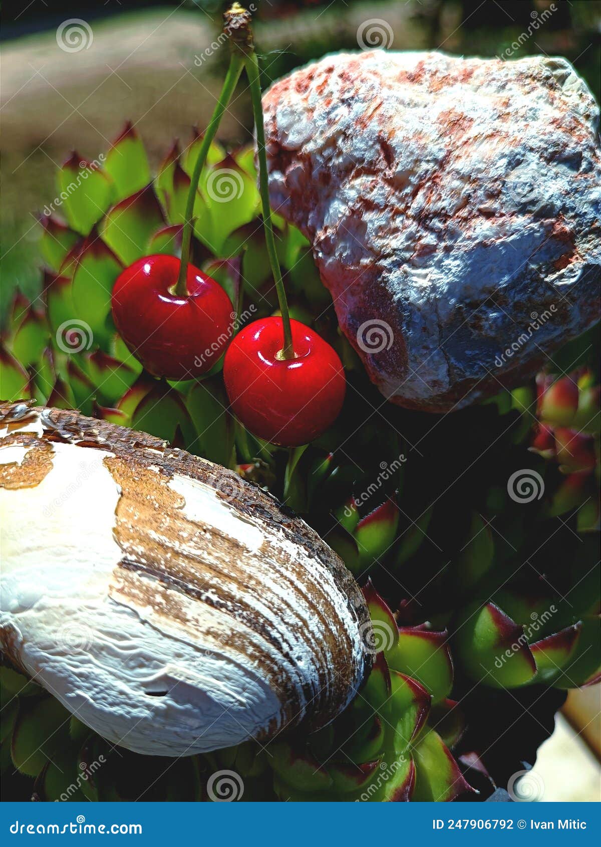 Shell, Cherry and Rock, Still Life. Stock Photo - Image of green ...