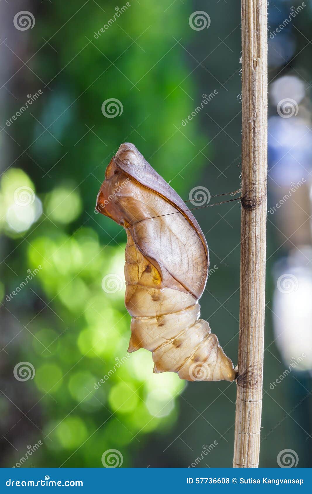 Shell Chrysalis of Common Birdwing Butterfly Stock Photo - Image of ...