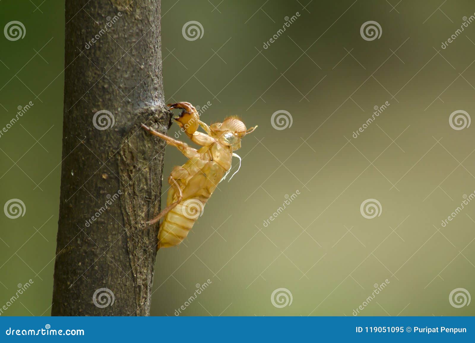 The Shell of the Cicada on a Branch. Stock Image - Image of brown, leaf ...