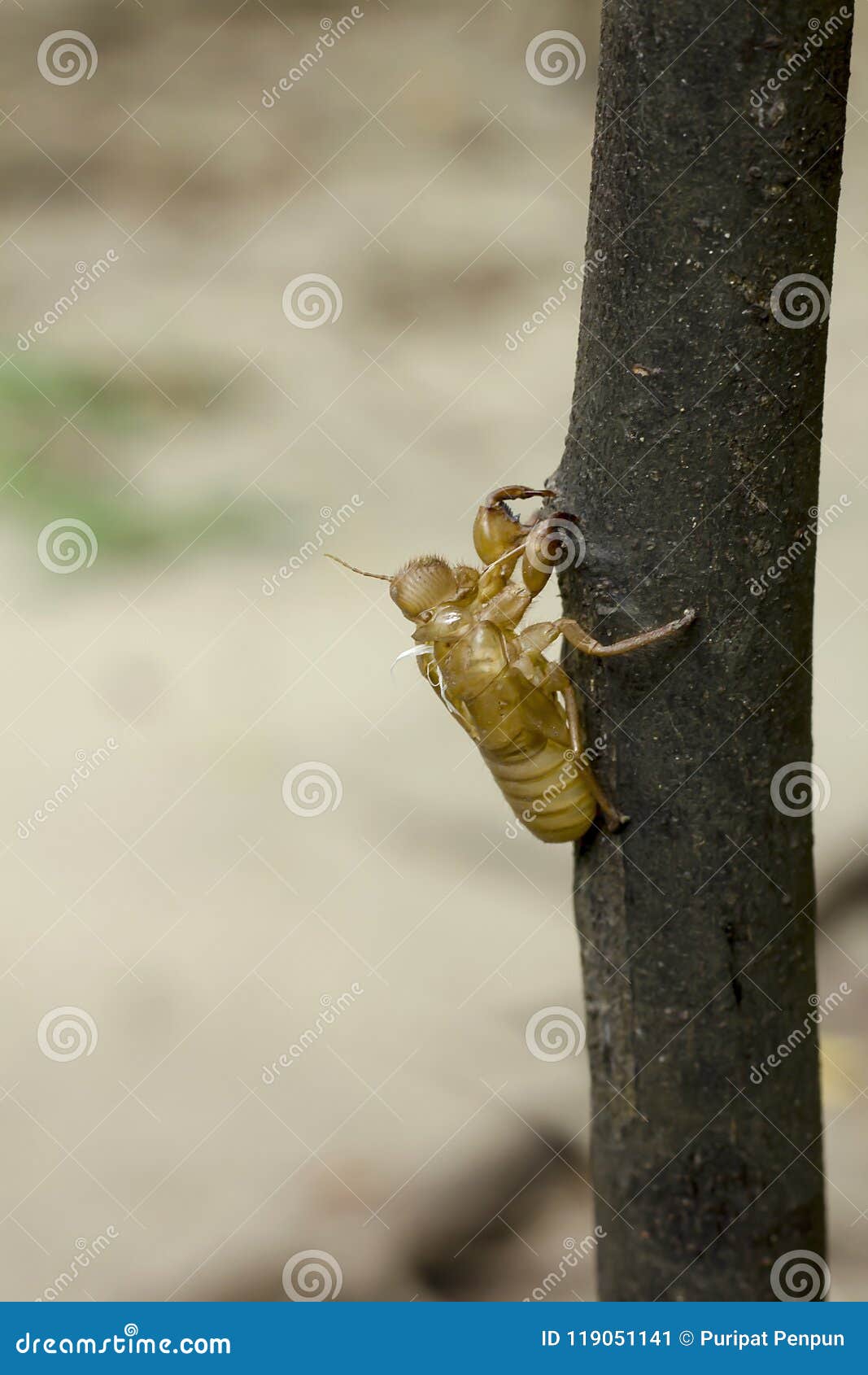 The Shell of the Cicada on a Branch. Stock Image - Image of adult ...