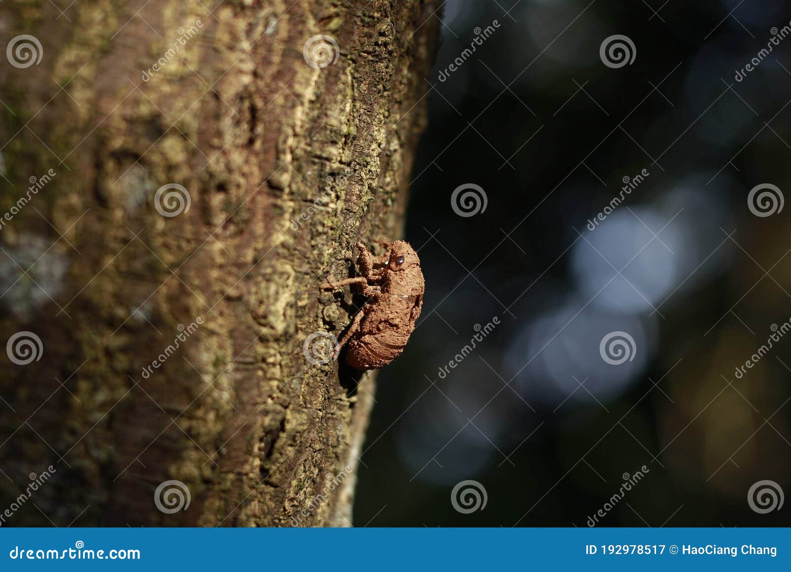 The shell of cicada stock image. Image of animal, metamorphosis - 192978517
