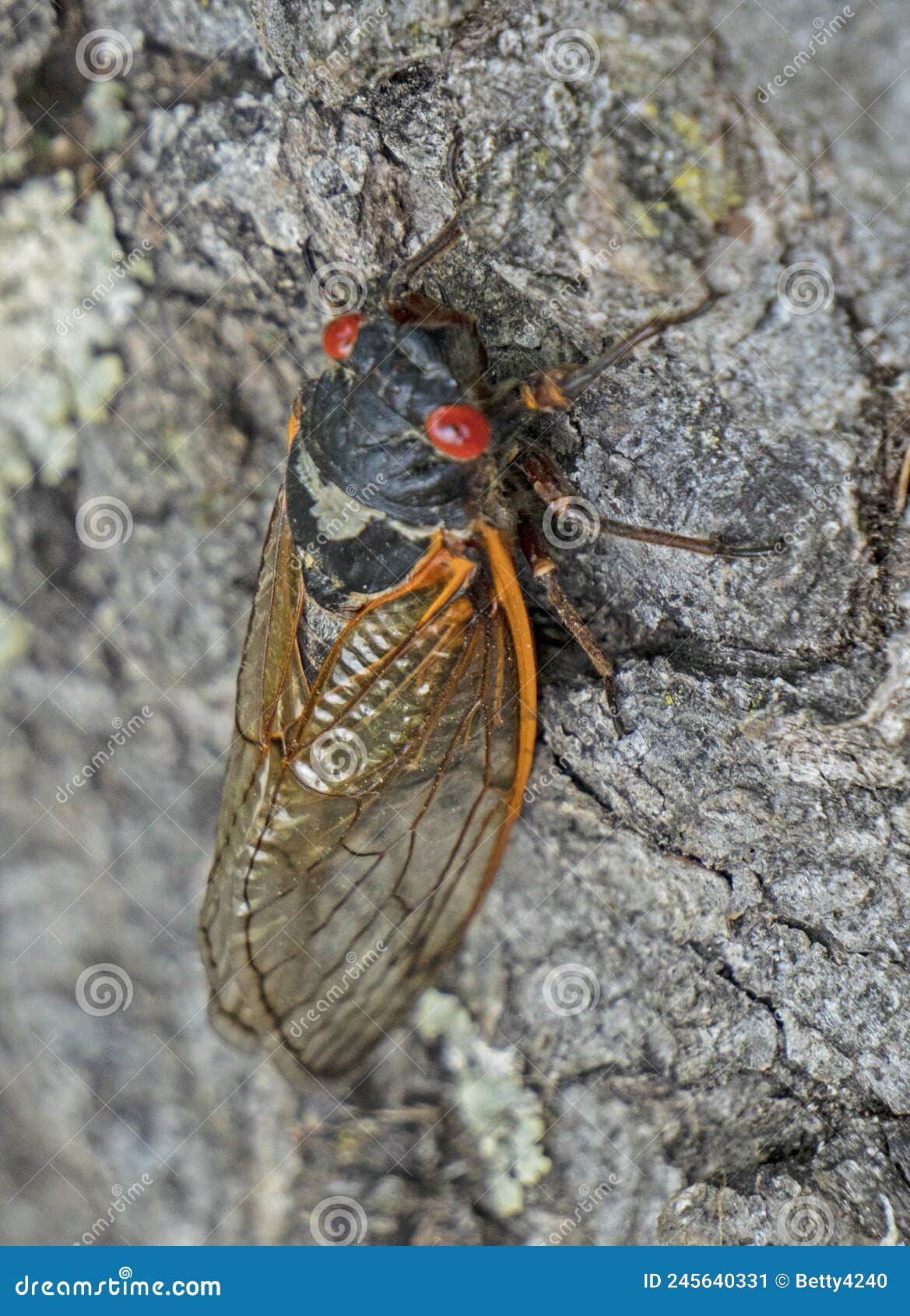 Shell of a Cicada Sits on a Tree Trunk after Being Abandoned. Stock ...