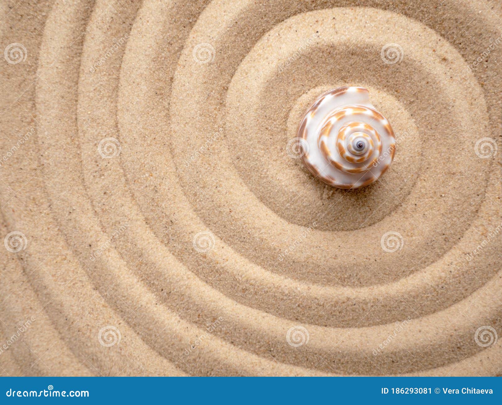 Shell in Circles on the Sand. Zen Concept Stock Image - Image of ...