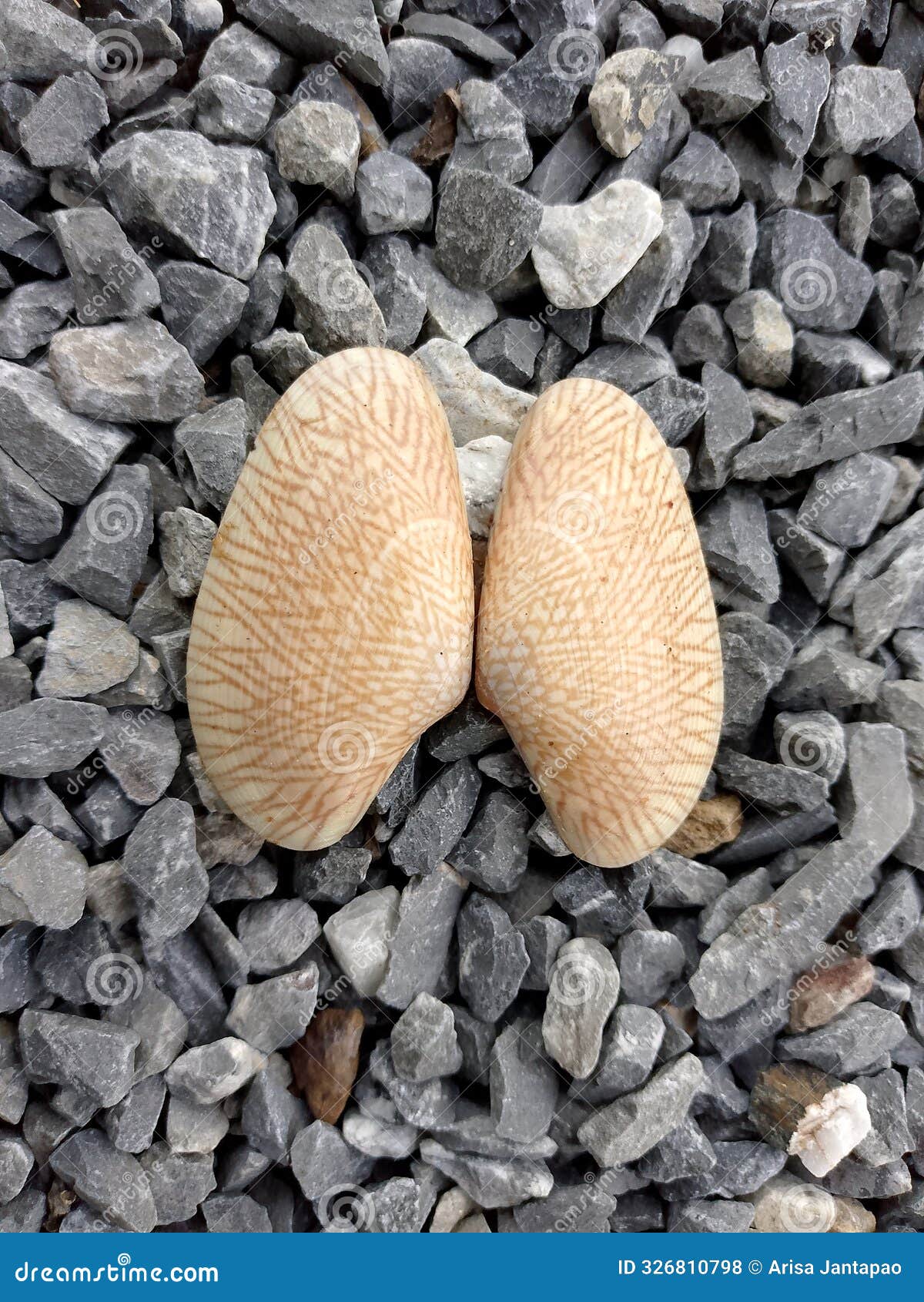 A Shell or Shell or Shell is a Solid Substance that Covers the External ...