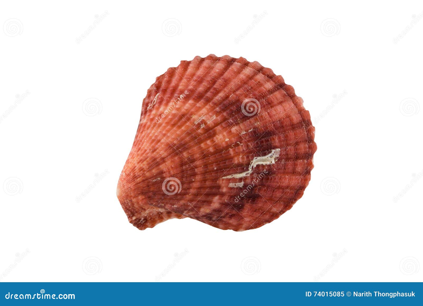 Shell, clipping part stock image. Image of studio, decor - 74015085