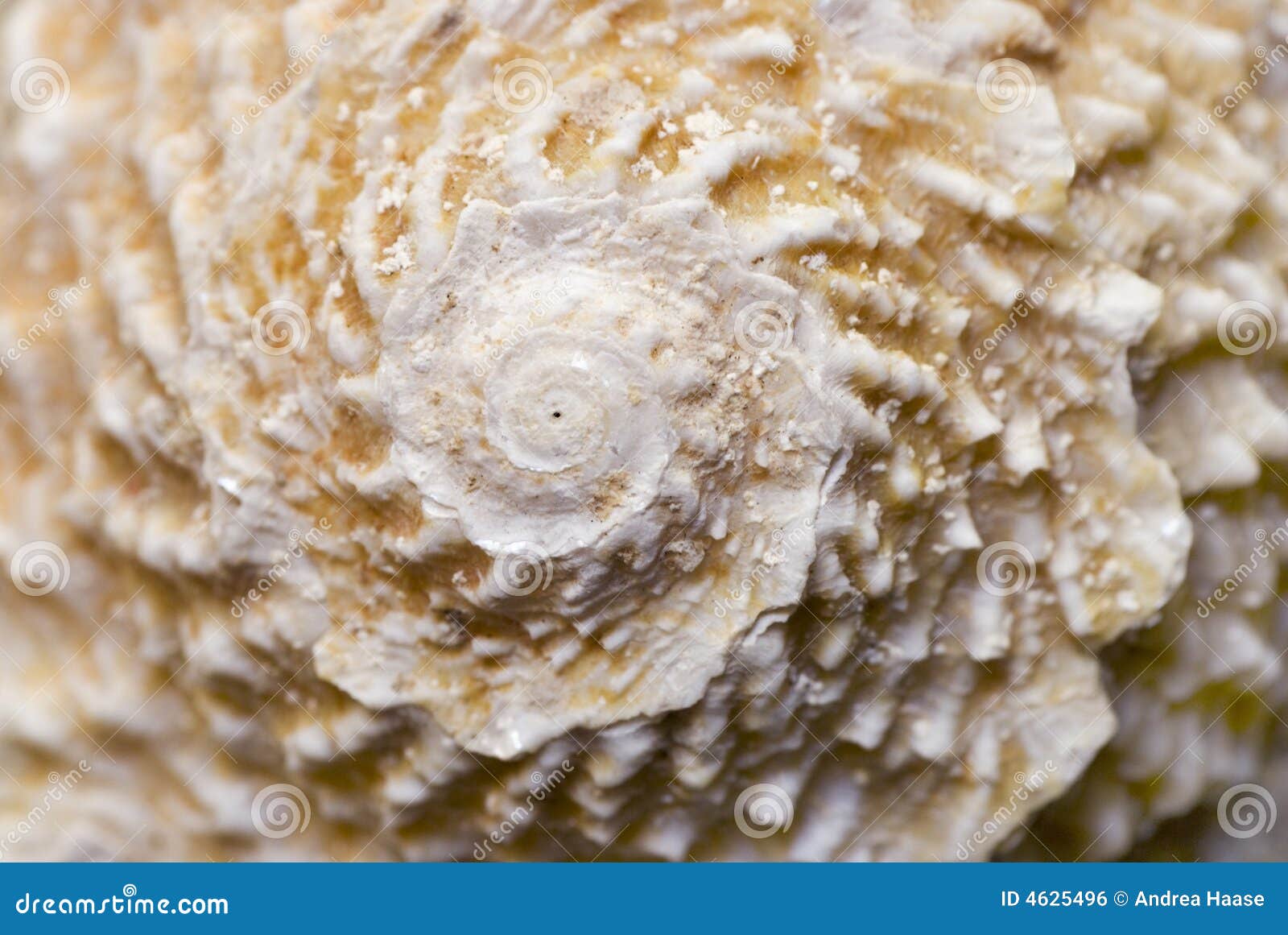 Shell close up stock photo. Image of spiral, nature, maritime - 4625496