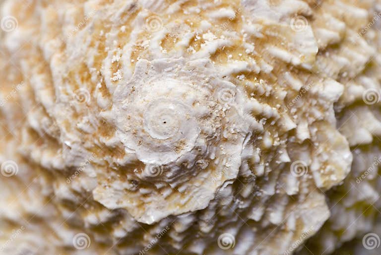 Shell close up stock photo. Image of spiral, nature, maritime - 4625496