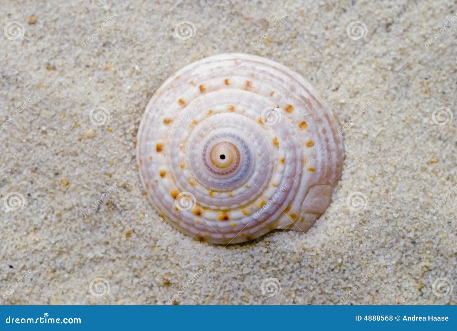 Shell close up stock photo. Image of close, texture, maritime - 4888568